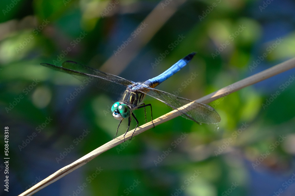 Blue Dasher Stock Photo | Adobe Stock