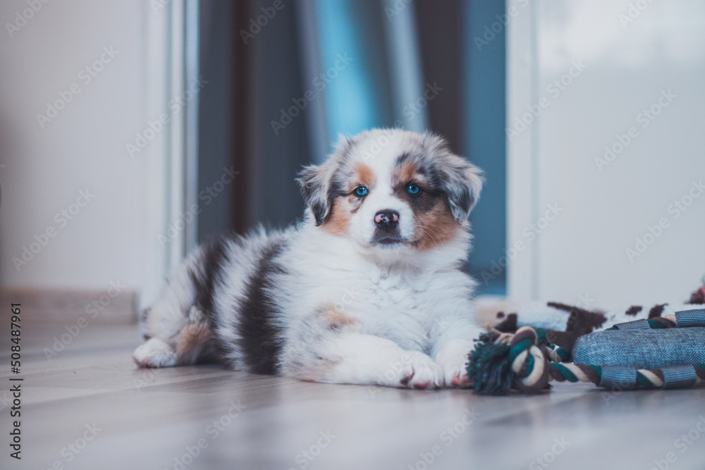 Tired Australian Shepherd puppy rests on her blanket and enjoys ...