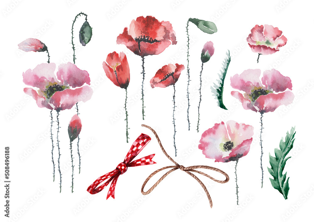 Floral set of isolated elements. Poppy flowers on stems, green leaves ...