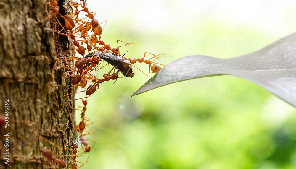Ants help to carry food, Ant bridge unity team, Concept team work ...