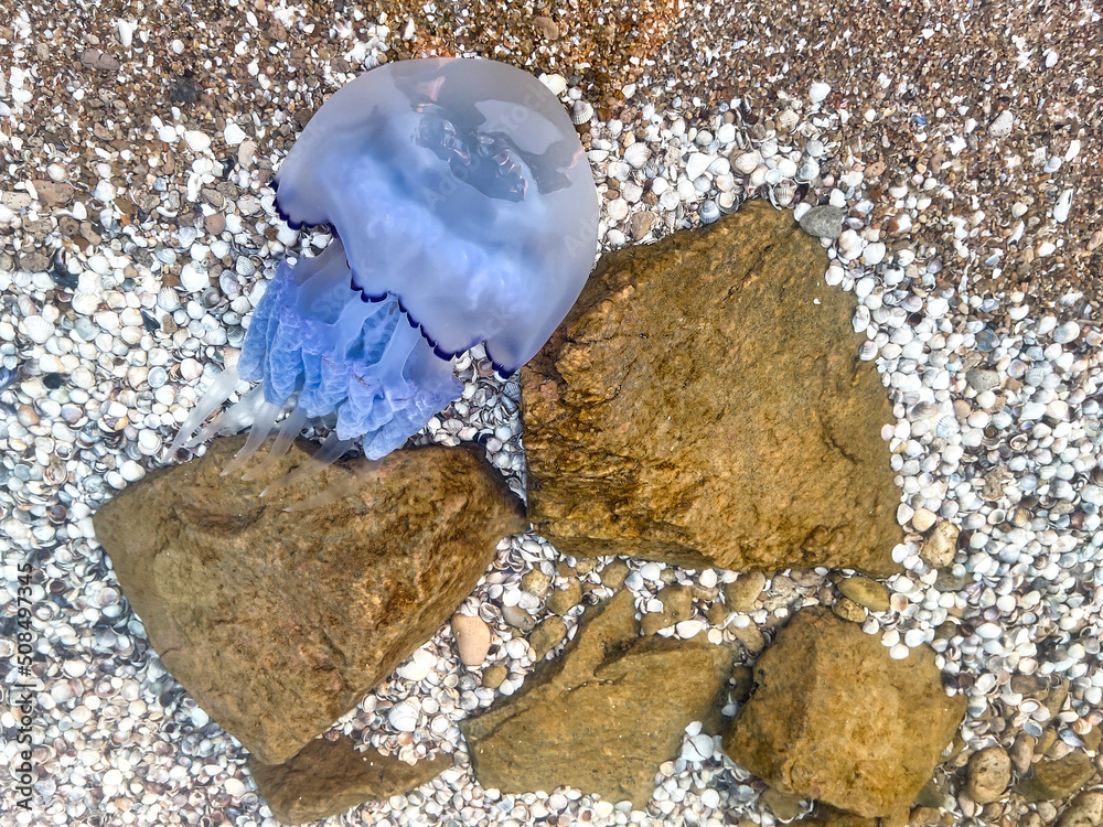 blue jellyfish swims in shallow water. Jellyfish in the Sea of Azov ...