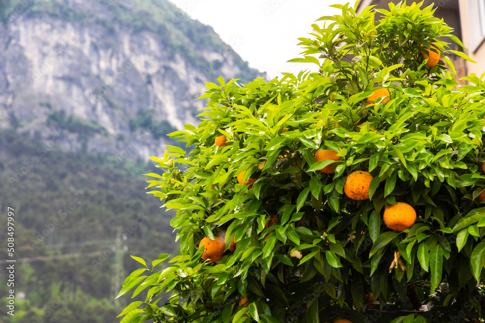 Orange trees with fruits and flowers as avenue trees in the streets of ...