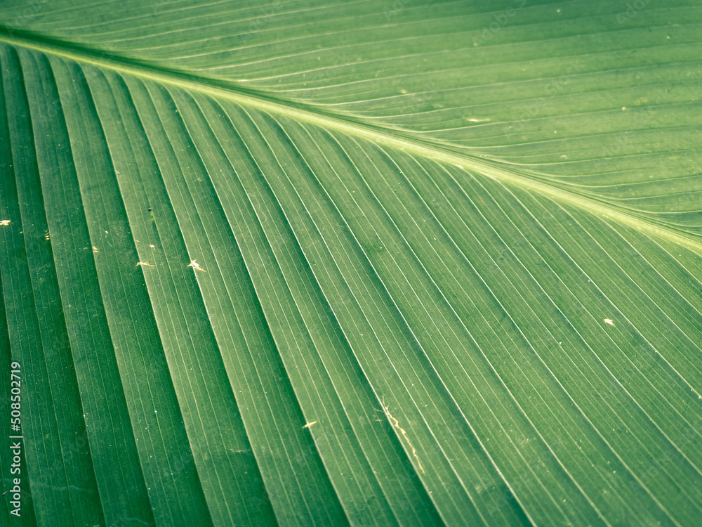 Leaves with many ridges have unique leaves. Stock Photo | Adobe Stock