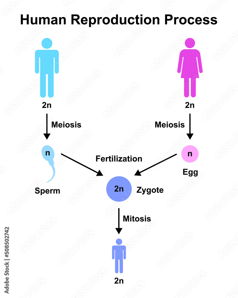 Process Of Reproduction In Humans