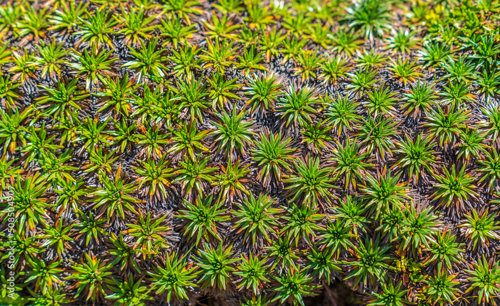 Very flattened ground flora surviving on Rucu Peak of Pichincha Volcano ...
