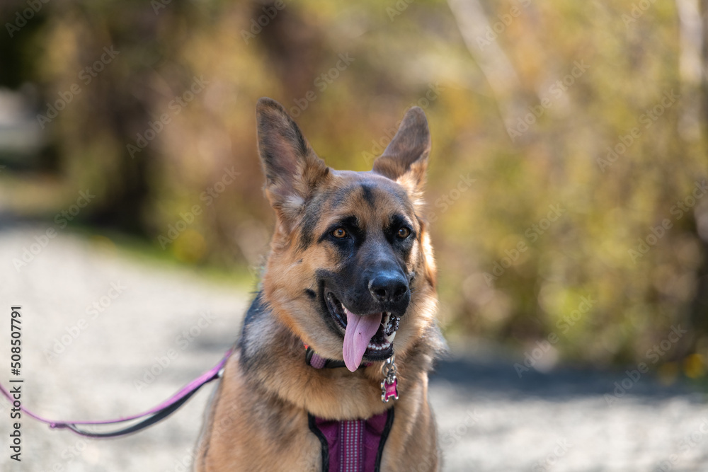 A young female German Sheppard dog sits attentively with its long ... A young female German Sheppard dog sits attentively with its long ...