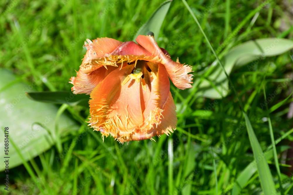 view of a fading open tulip flower in natural conditions in the garden ...