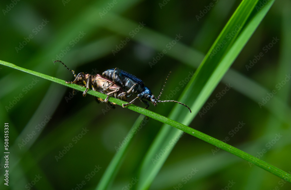 Foto de Big golden-green beetle Spanish Fly, cantharis lytta ...