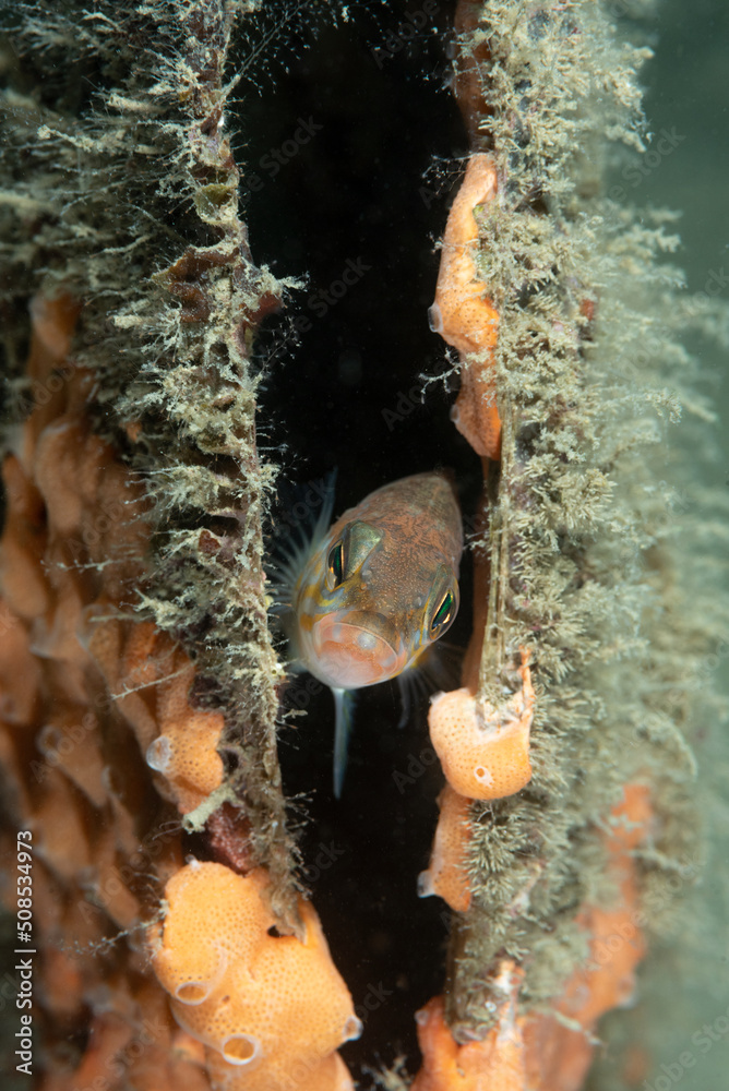 Perchia, Serranus cabrilla, tra le valve di una pinna nobilis morta ...