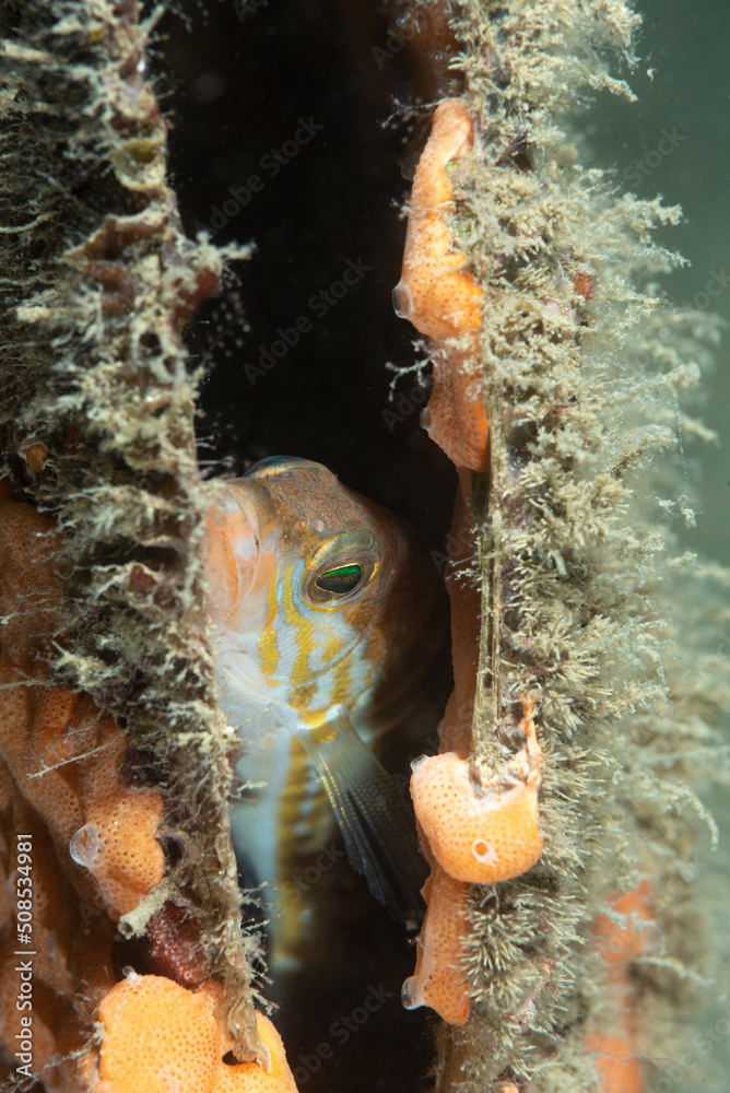 Perchia, Serranus cabrilla, tra le valve di una pinna nobilis morta ...
