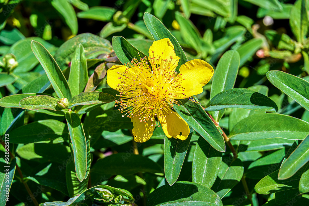 Hypericum calycinum, better known as hypericum, hypericum, St. John's ...