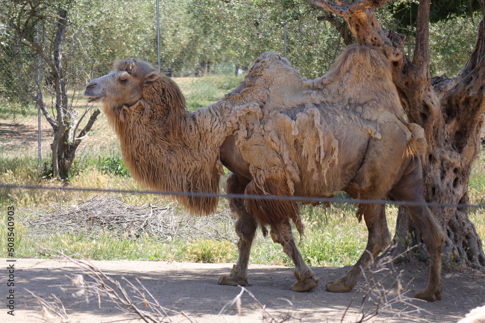 Camel (Scientific Name: Camelus Bactrianus) is a mammal of the Camelid ...