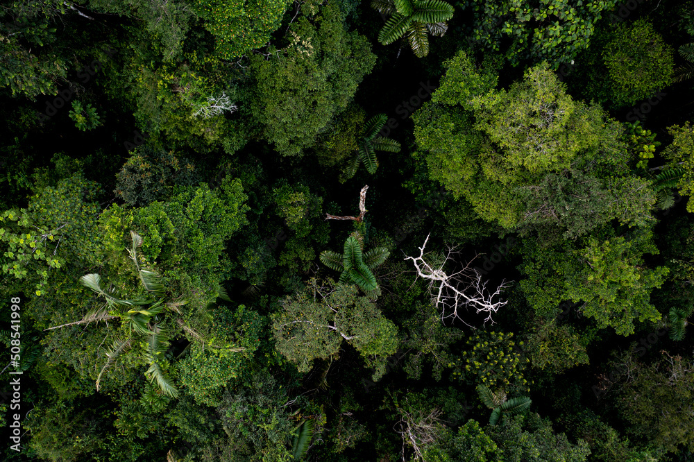Jungle seen from above, high canopy with deep shadows and many ...