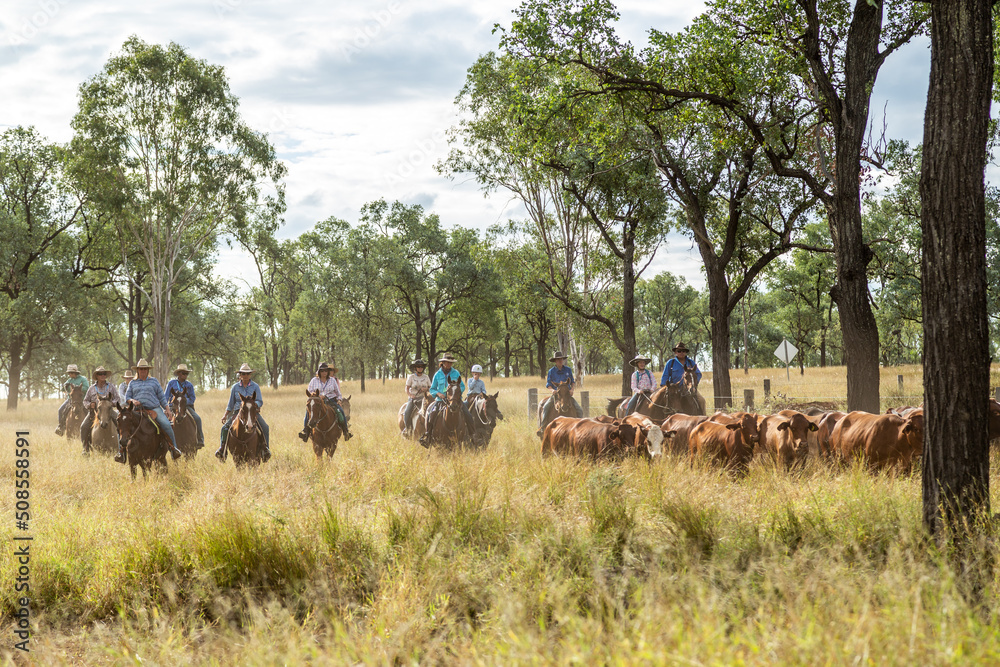 Cattle men and women on horses mustering a mob of cattle. Stock-Foto ...