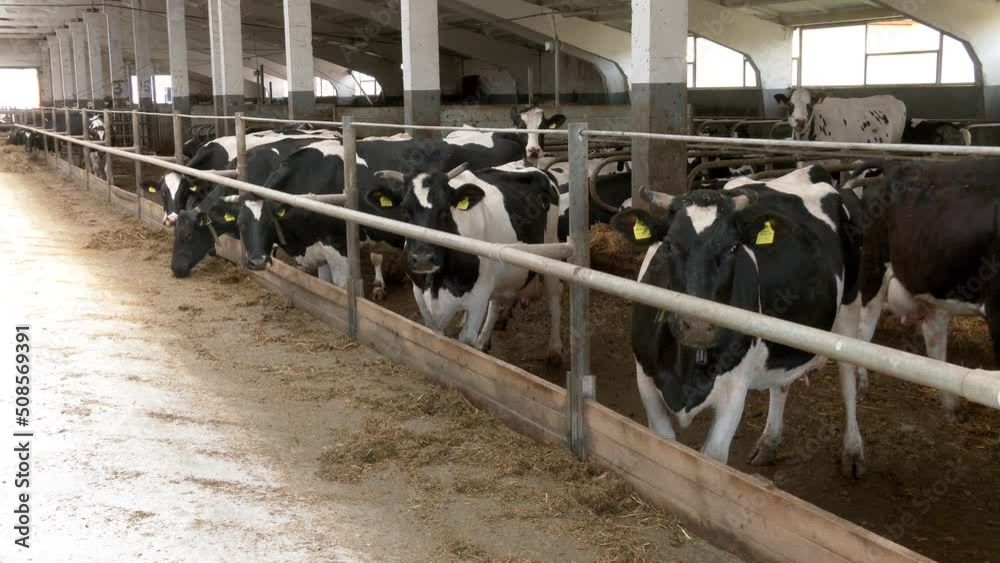 Cows feeding process on modern farm. Cow on dairy farm eating hay ...