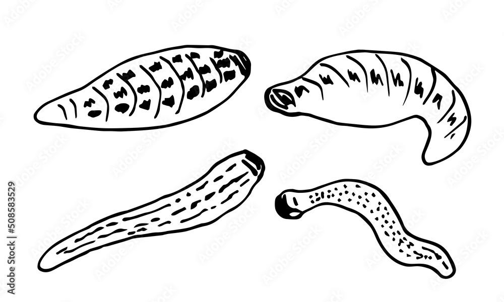 Simple black outline vector drawing. Treatment with leeches ...
