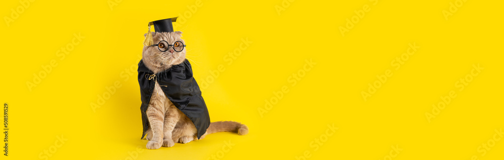 Welcome back to school banner. Funny cat student wearing glasses and ...