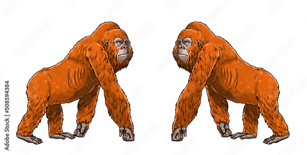 Prehistoric primates gigantopithecus. Giant orangutan. Ancestors of ...