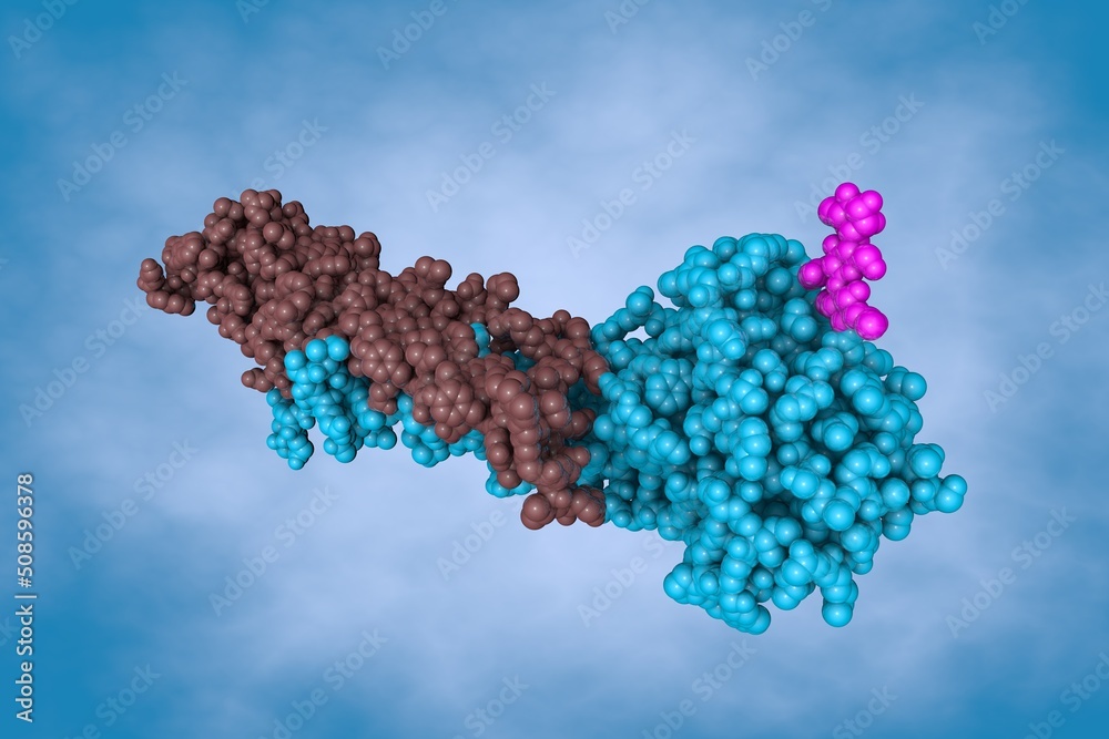 Space-filling molecular model of influenza virus hemagglutinin ...