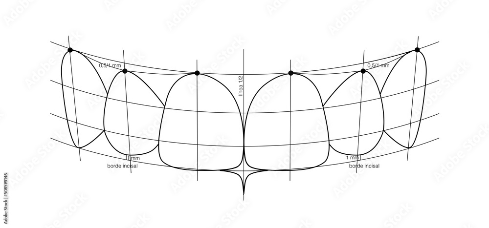 Perfect teeth technical alignment scheme showing the armony with ...
