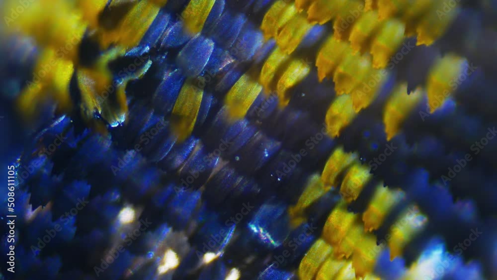 Butterfly wing under a microscope. Scaly structure of blue and yellow ...