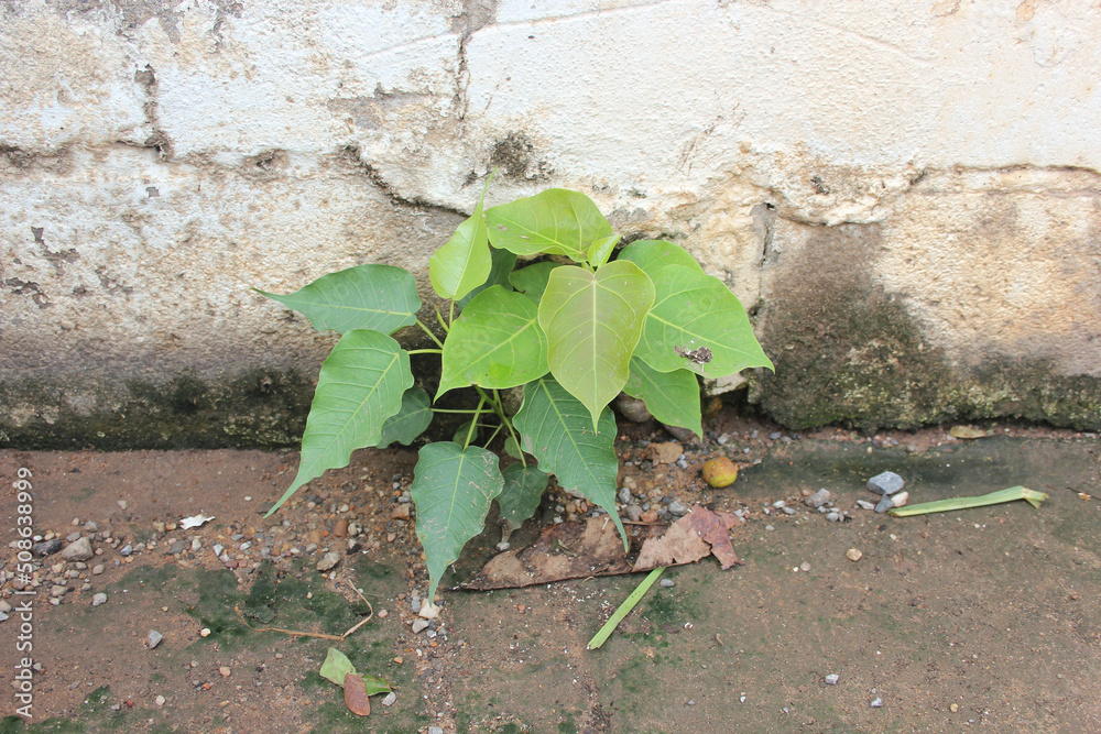 Pipal tree or peepal plant or ficus plant, symbol of worship Stock ...