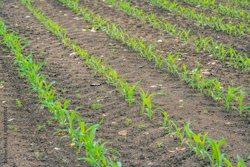 Small silage maize plants in rows in a large Dutch field. The plants ...