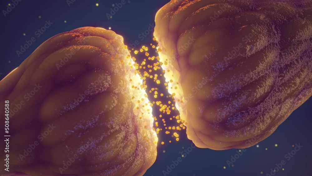 Animation of synaptic transmission between nerve cells (neurons). The ...