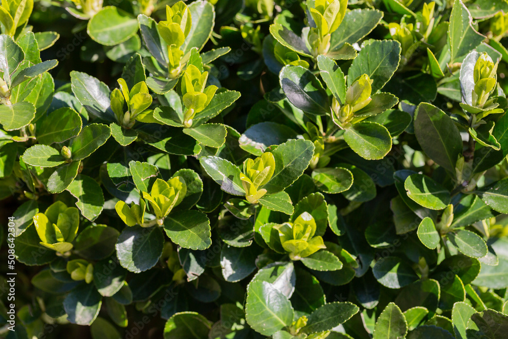 Evergreen garden plant Euonymus japonica leaves, natural green ...