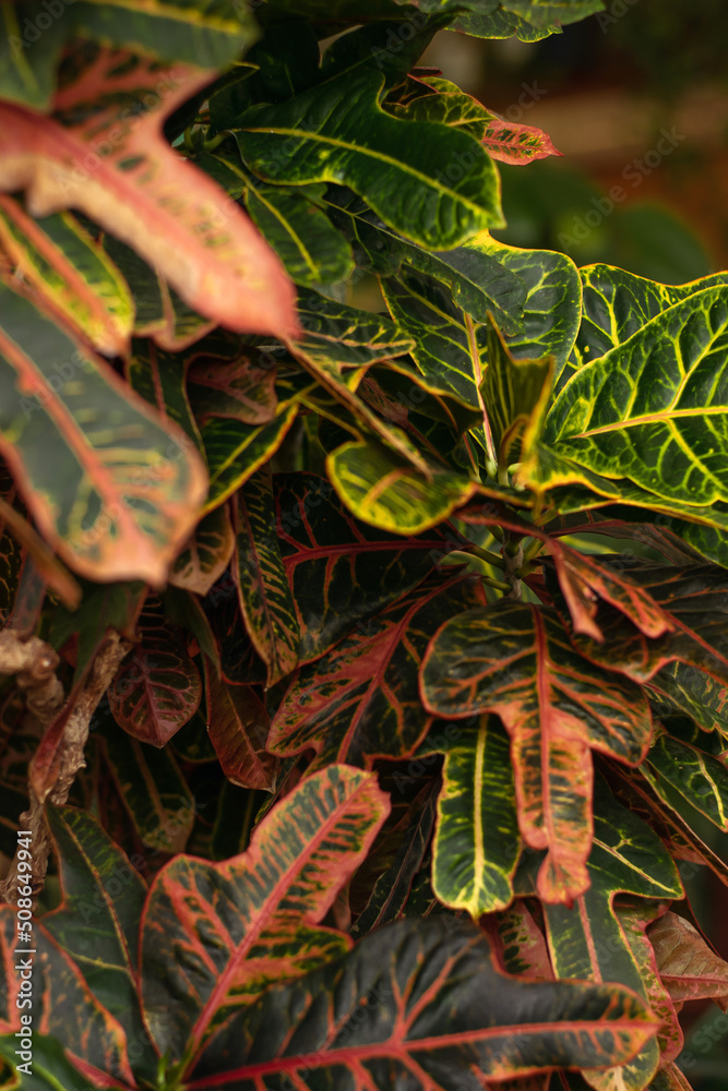 The leaves of the Codiaeum variegated close-up.Home gardening,urban ...