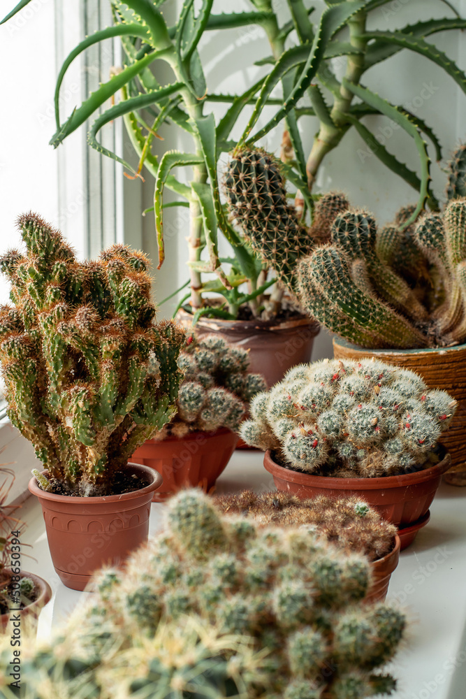 Different types of cacti on the windowsill.Home gardening,urban jungle ...