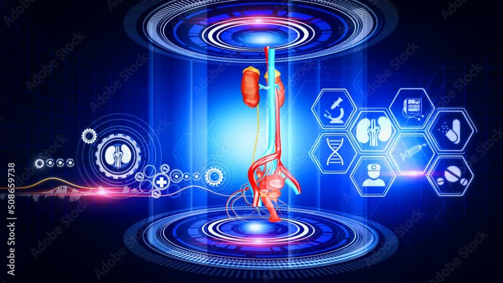 Female Urinary SystemVirtual Reality A virtual reality 3d graphics ...