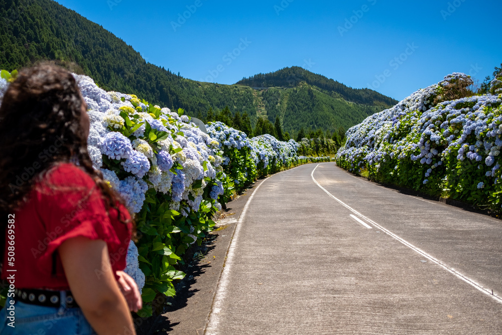 Azores, flowery road with beautiful hydrangea flowers on the side of ...