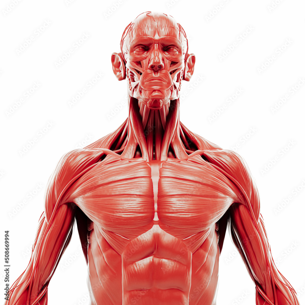 3d render of human muscular system, detailed view Stock Illustration ...