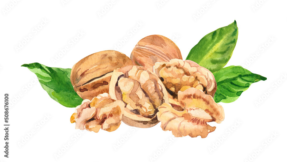 Watercolor hand painted walnut nut and leaves illustration set. Hand ...