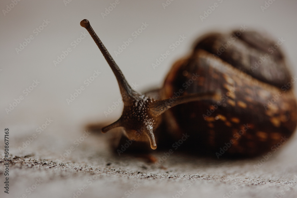 Snail on the tree in the garden. Snail gliding on the wet wooden ...