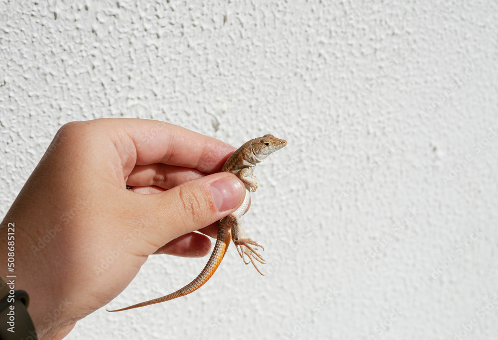 Wild lizard in hand on white background, caught on the beach in Sharm ...