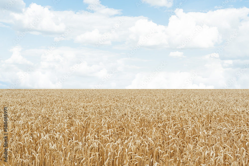 Soft focus of a field of golden ears of wheat under a blue sky. White ...