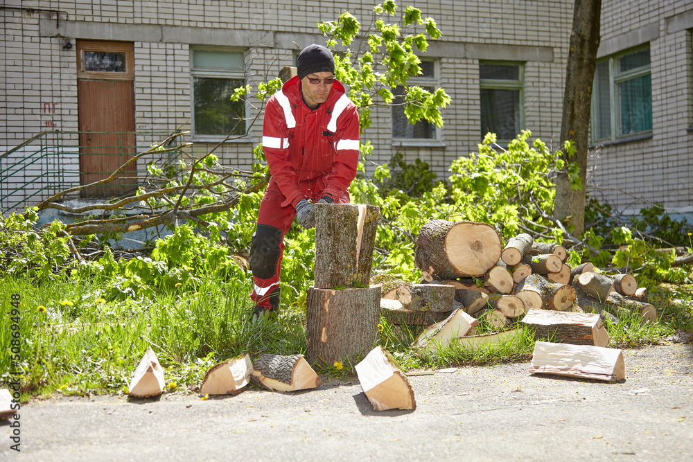 A tree surgeon hangs ropes in the crown of a tree using a chainsaw to ...