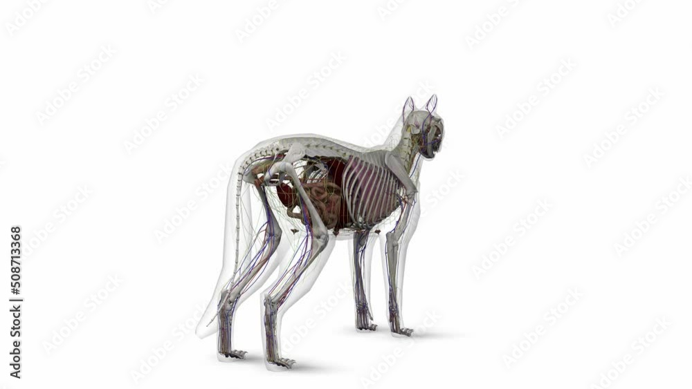 3D animation of cat anatomy rotation with transparent body in clean ...