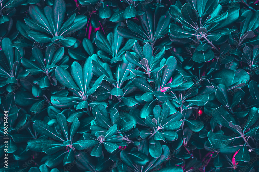 Texture Grass Pattern Texture Of Leaves Plants Texture For Designers