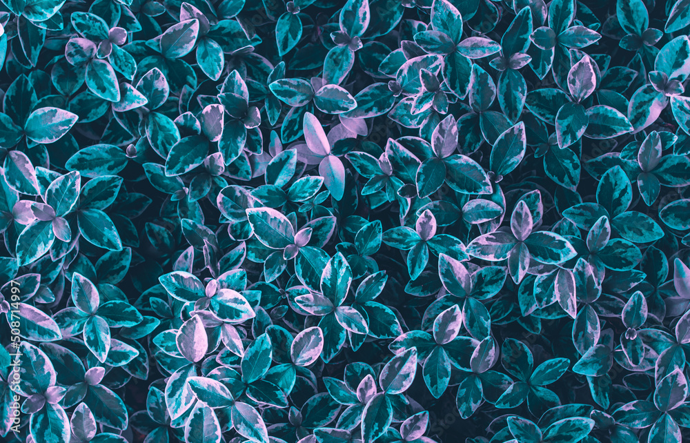 Texture grass. Pattern texture of leaves. Plants texture for designers ...