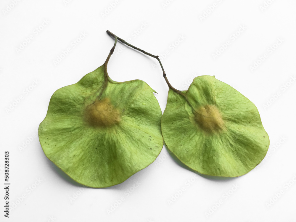 Isolated fresh seeds of pterocarpus macrocarpus plant on white ...