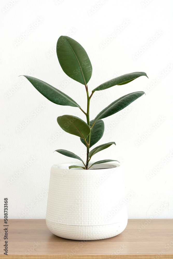 Rubber plant tree in white pot on wood table. India rubber fig green ...
