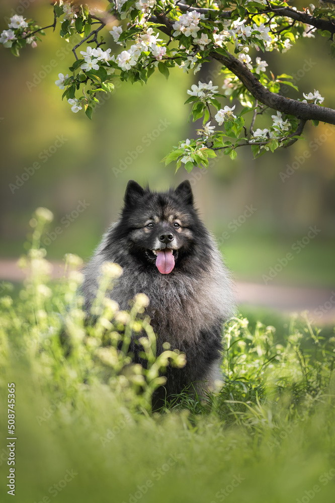 Beautiful outdoor photo of grey black fluffy keeshond wolfspitz dog ...