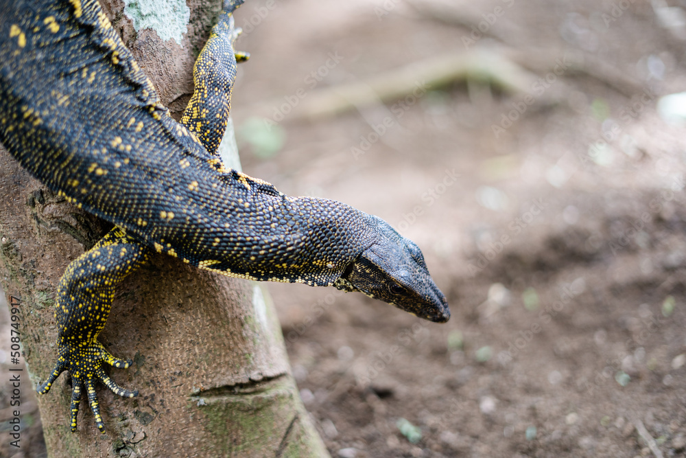 Alerted monitor lizard in tree trunk Stock Photo | Adobe Stock