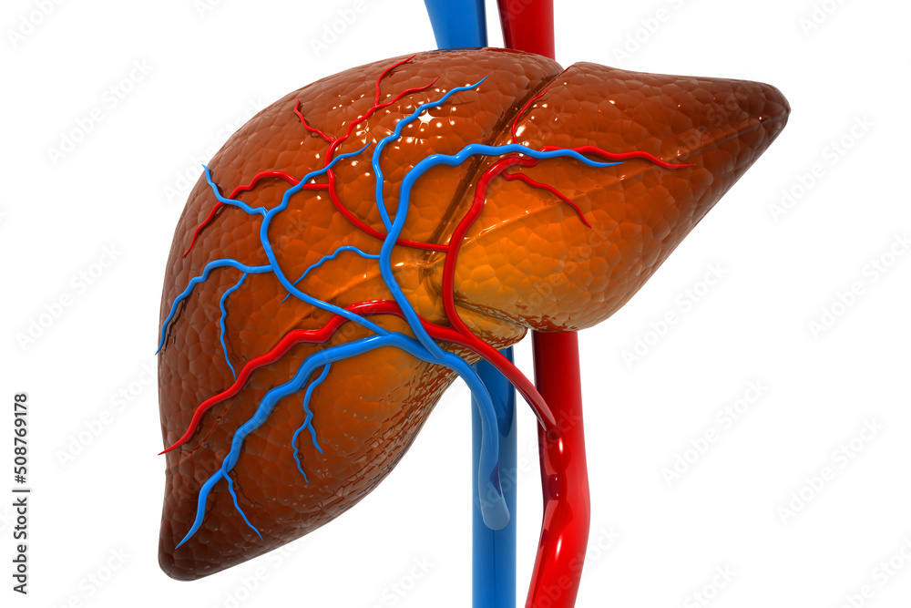 Human liver anatomy on white background. 3d illustration Stock ...