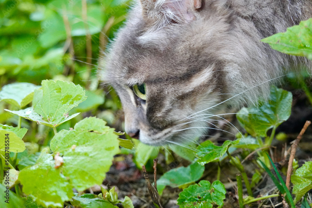 Turkish grey street cat, gorgous green eyes. Stock Photo | Adobe Stock
