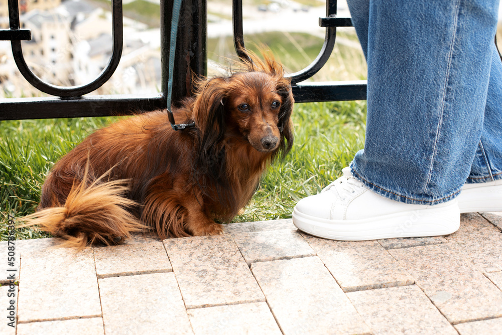Brown long-haired dachshund on a leash near the owner's feet in white ...