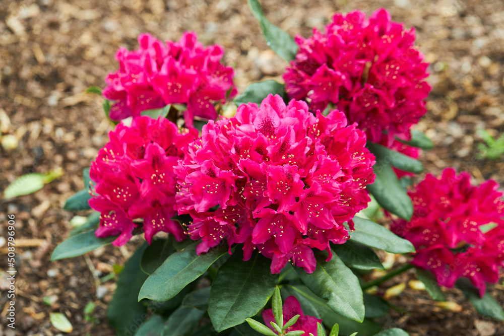 Pink Rhododendron Azalea japonica flowers in the garden. California ...
